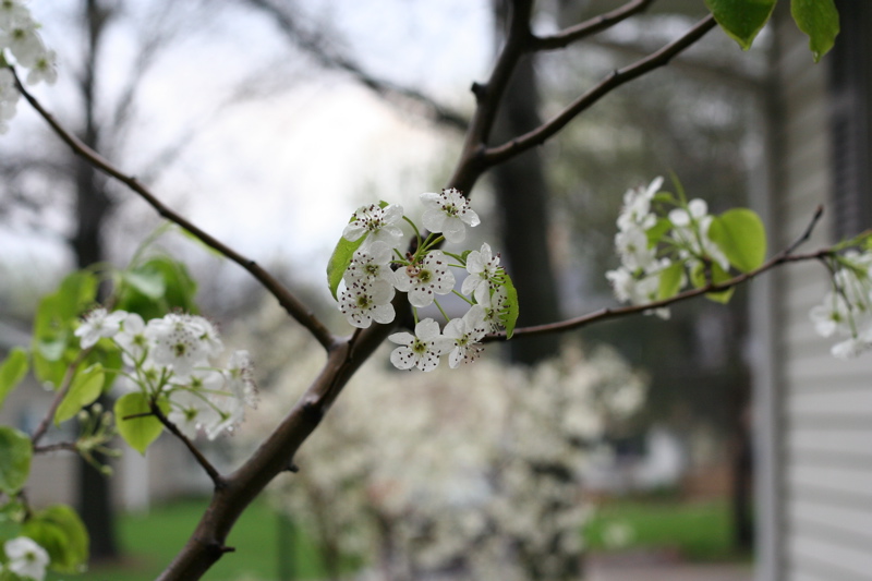 boots - Wee Wonderfuls